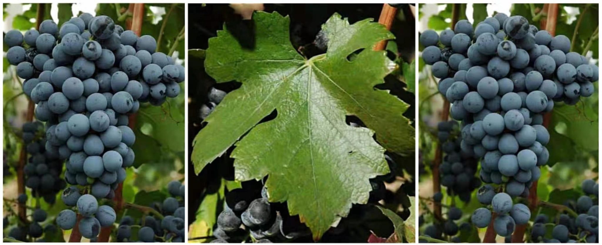 World Marselan Day – Raise a Glass on April 27